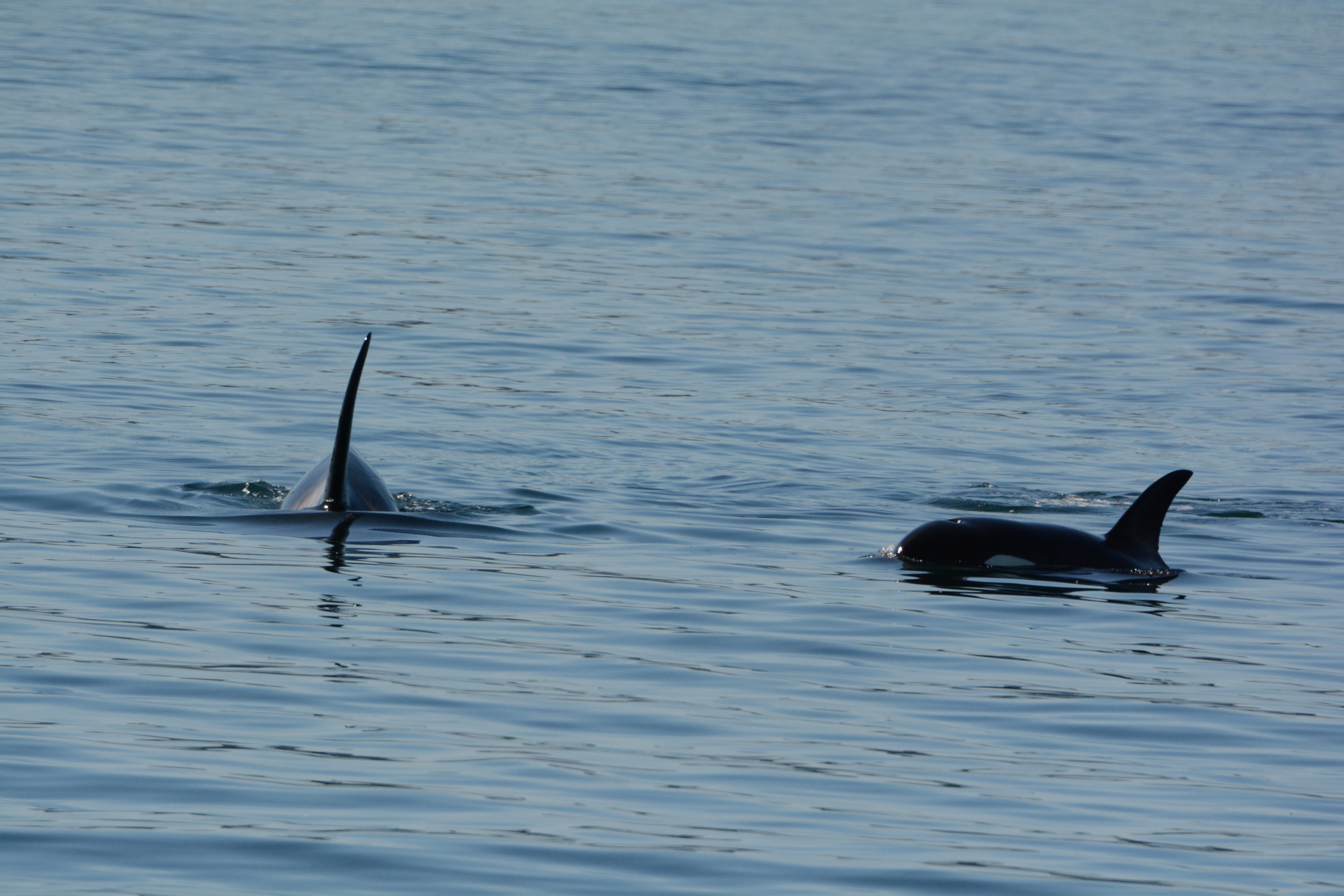 Biggs Killer Whales, Stanley and Topaz: Star-Crossed Lovers | San Juan ...
