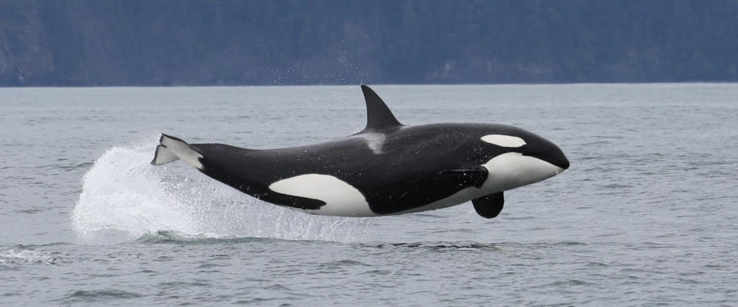 Orca and Killer Whale Facts | San Juan Island Whale Watching Tours