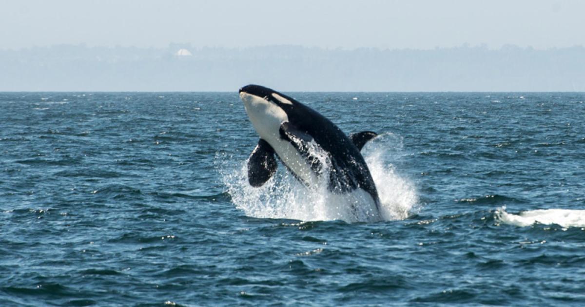 Best Time To See Orca Whales San Juan Islands